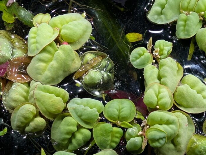 Red Root Floaters (Phyllanthus Fluitans) - Stunning Floating Plant ...